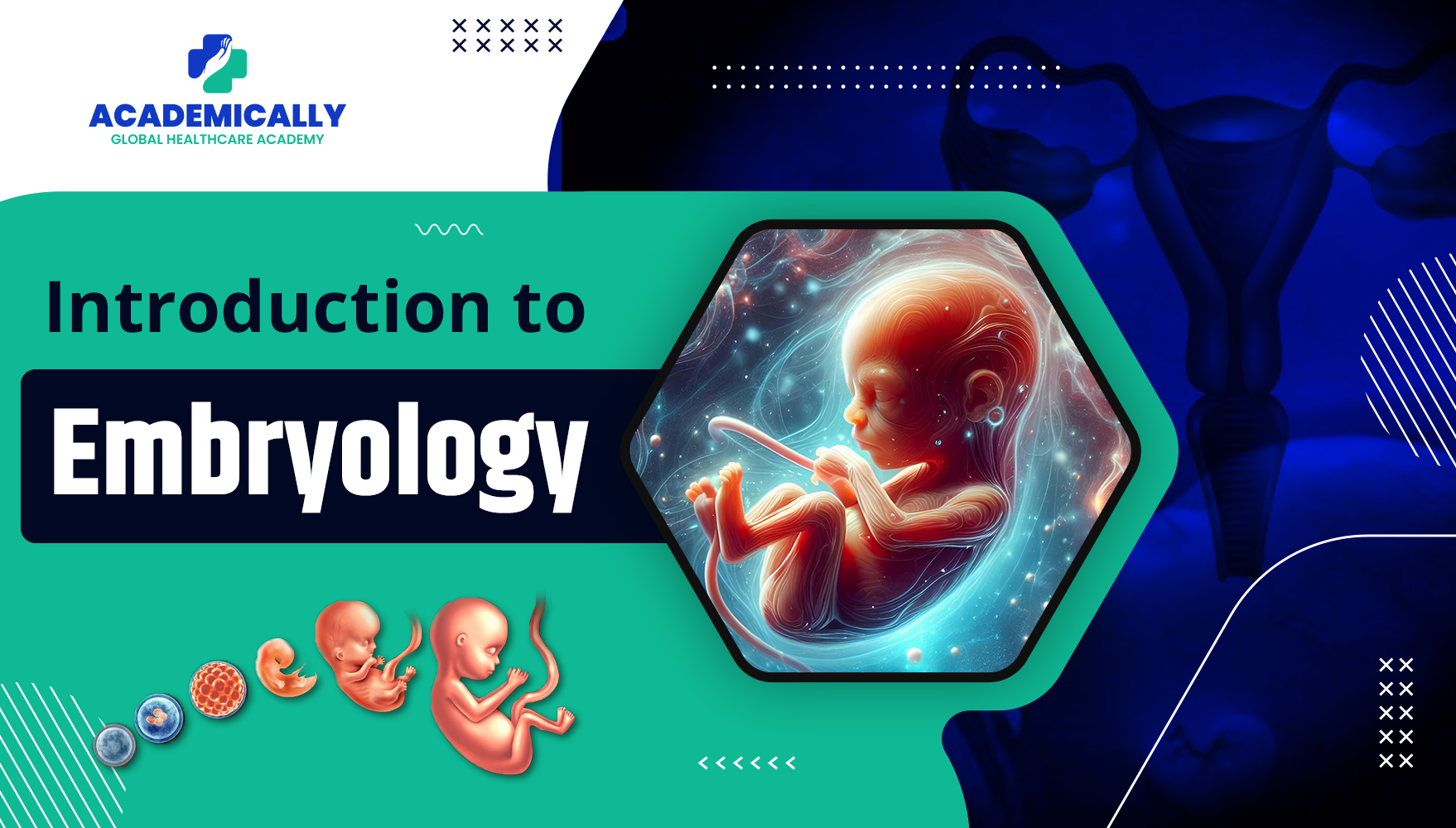 Introduction To Embryology | Academically